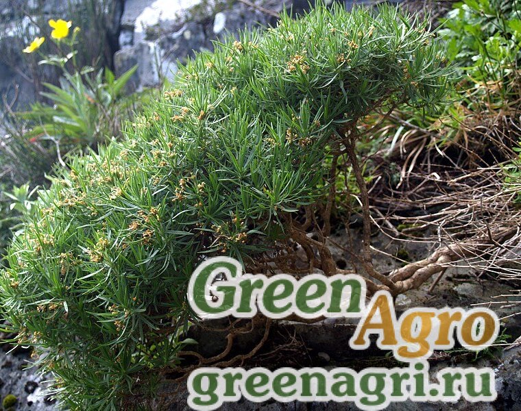 Купить Семена Подорожник древовидный мадерский (Plantago arborescens ...